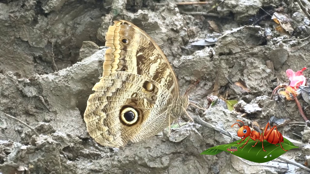 Mariposa Búho Caligo Memnon Youtube