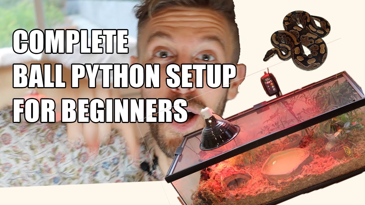 Complete Ball Python Setup For Beginners Youtube