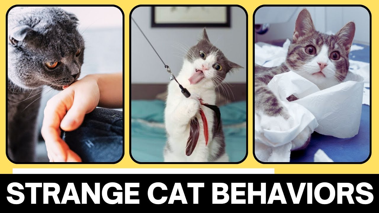 5 Strange Cat Behaviors Explained Youtube