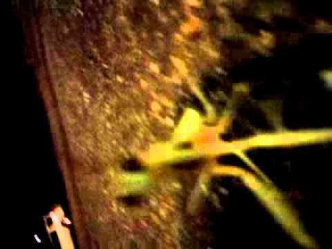 Fighting Mantis Youtube