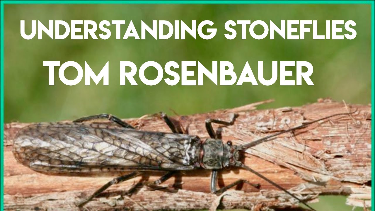 Understanding Stoneflies Midges With Tom Rosenbauer Youtube