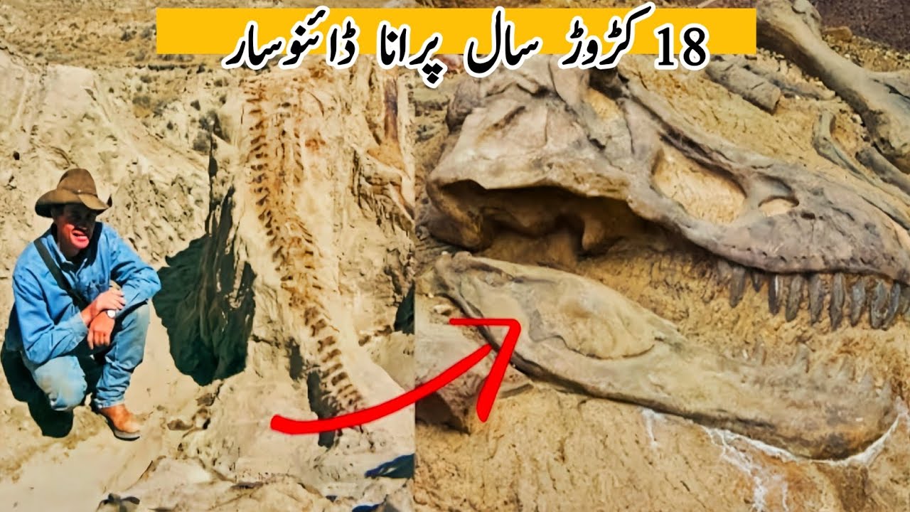 110 Million Years Old Dinosaur Mummy Found 7r Tv Youtube