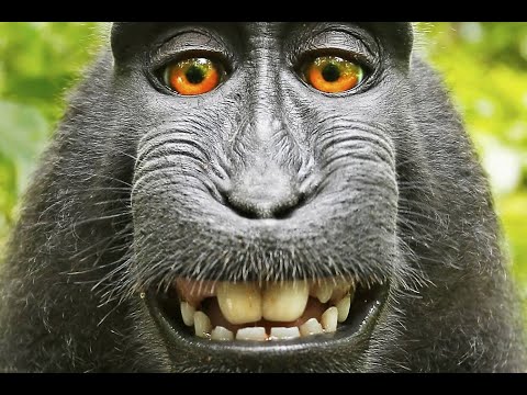 хохлатый павиан та самая макака у которой красная кака Youtube