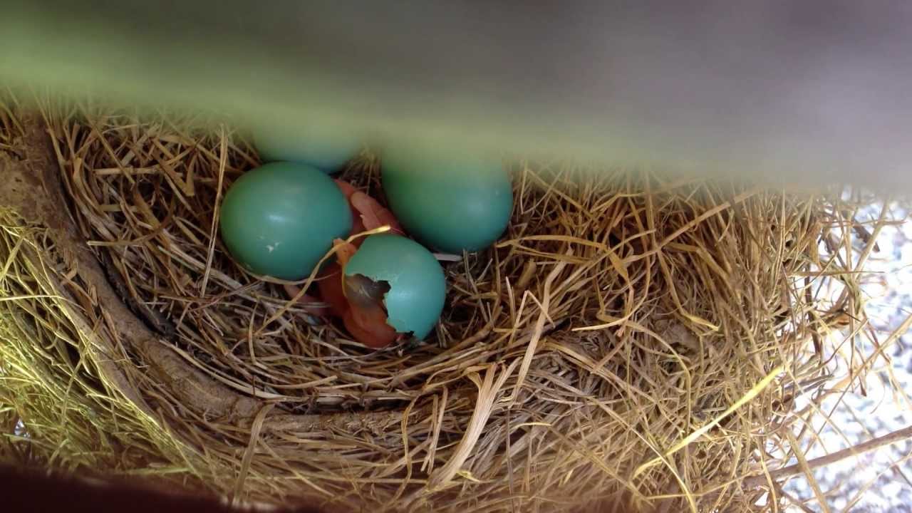 Robin Egg Hatching Youtube