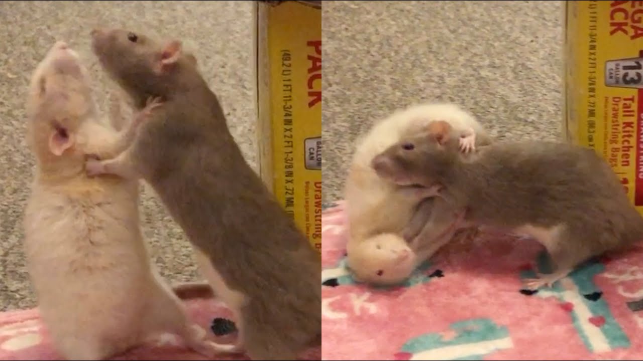 Peaches Vs Bean Fight Fight Fight Youtube