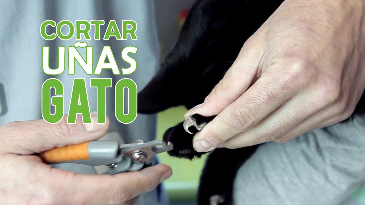 Como Cortarle Las Uñas A Un Gato Cortar Uñas Gato Youtube