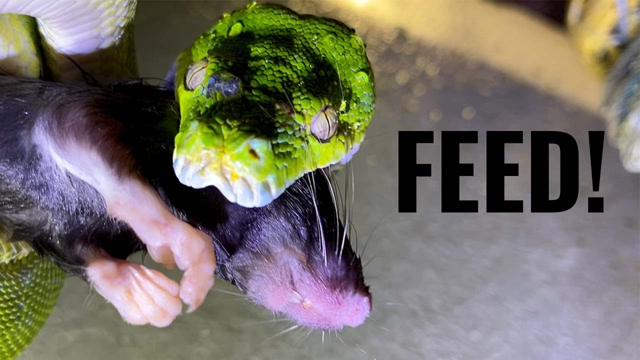 My Green Tree Python Feasts Daily Reptile Feeding Youtube