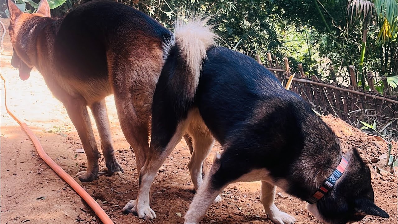 Successful Dog Mating German Shepherd Mating With Himalayan Sheepdog