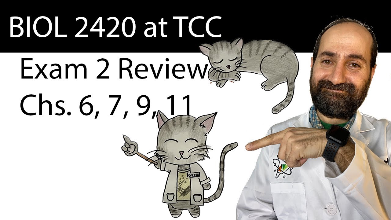 Biol 2420 Exam 2 Review At Tcc Youtube