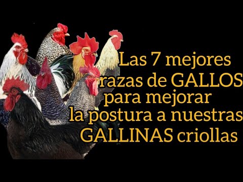 Las 7 Mejores Razas De Gallos Para Mejorar La Postura De Las Hijas De