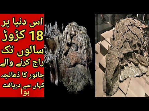 How A 110 Million Year Old Dinosaur Mummy Was Found Zamzam Tv Youtube
