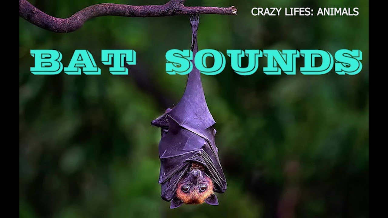 Bat Sounds Youtube