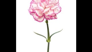 Luthando Part 1 Full Movie Mp3 Music & Mp4 video downloads