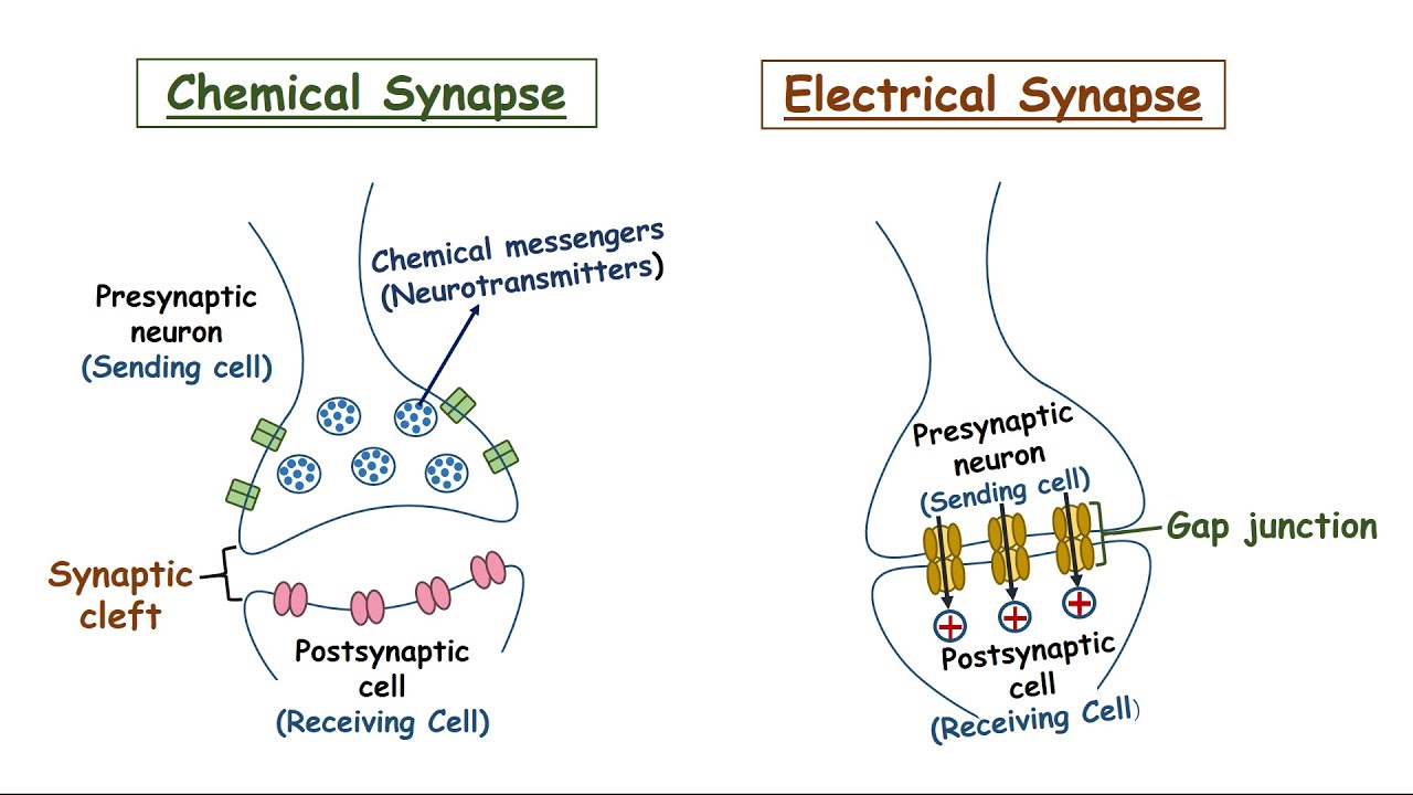 Chemical Synapse