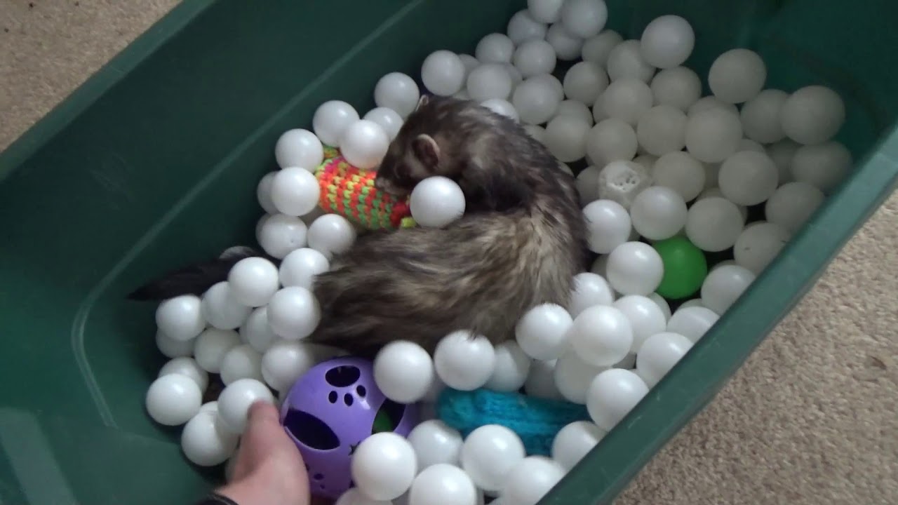 Ferrets Playing Youtube