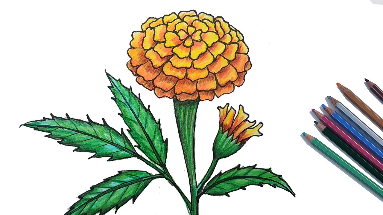 How To Draw Marigold Step By Step Very Easy Youtube