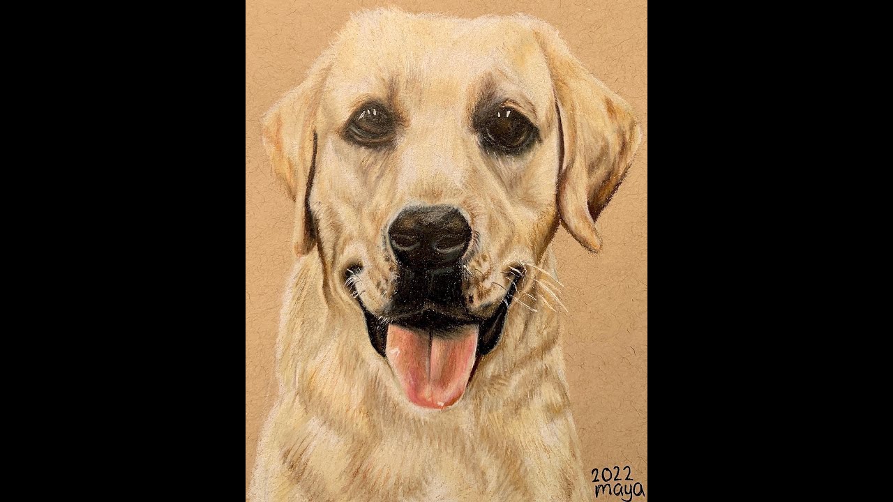 Time Lapse Colored Pencil Drawing Of A Labrador Retriever Youtube