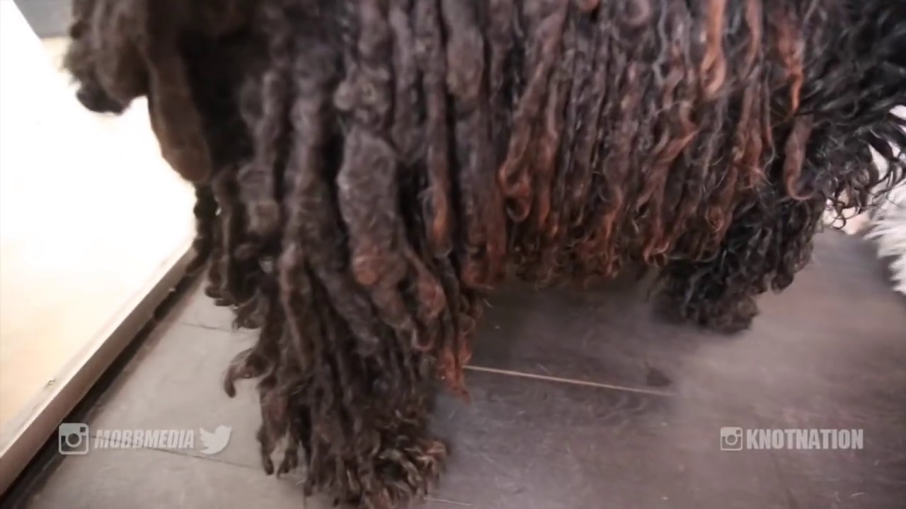 Ziggy The Puli S Dreadlocks Youtube