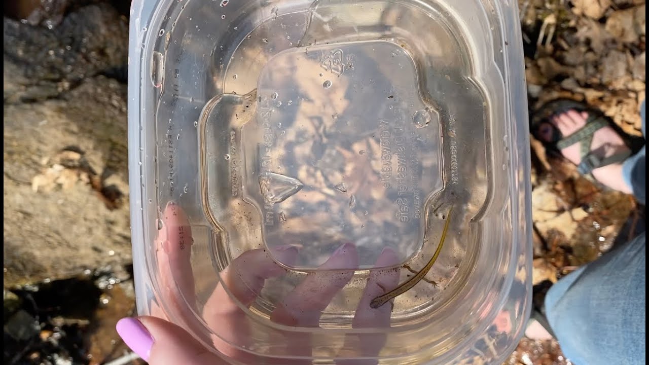 Sahc Education Presents Salamanders Youtube