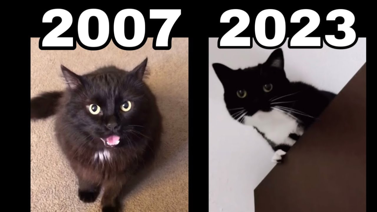 Evolution Of Maxwell The Cat Part 2 Youtube