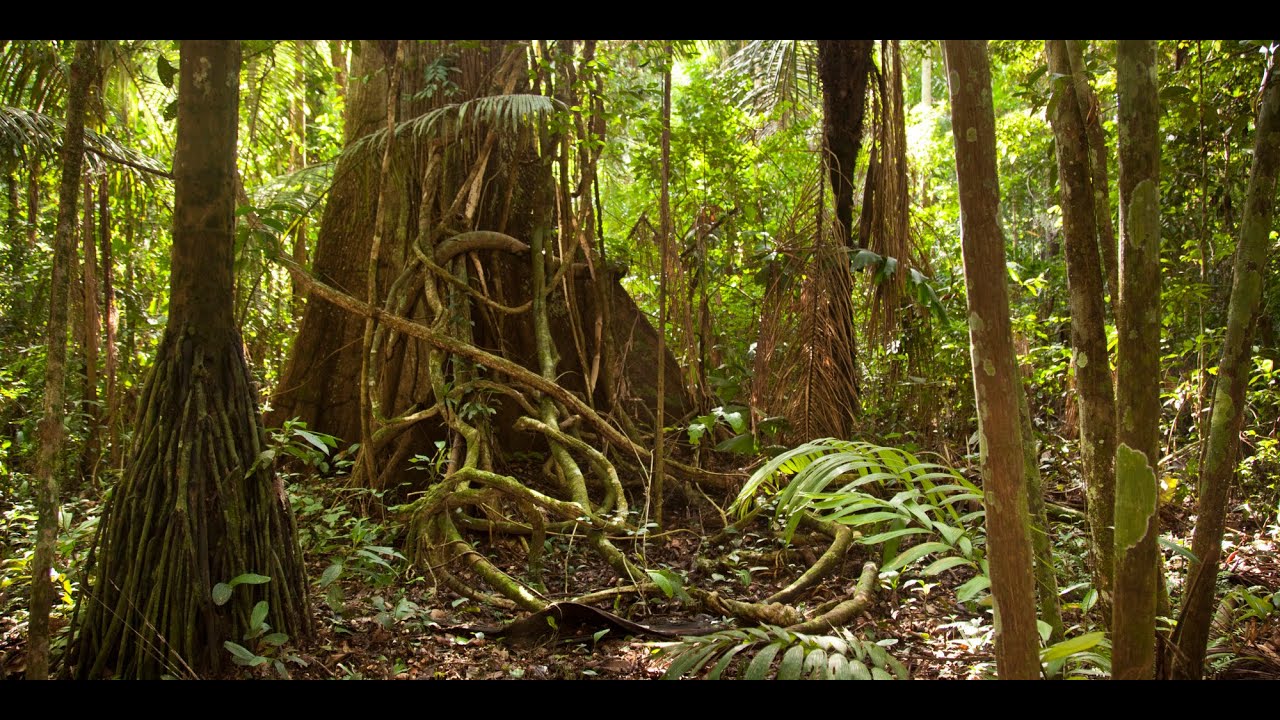 Amazon Jungle Documentary National Geographic Youtube