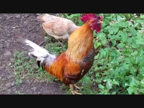 Rooster Crowing Compilation Youtube