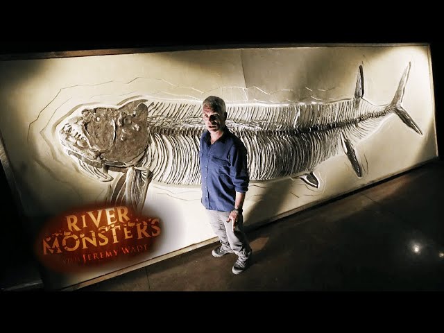 Xiphactinus River Monsters Wiki Fandom Xiphactinus Ark Official