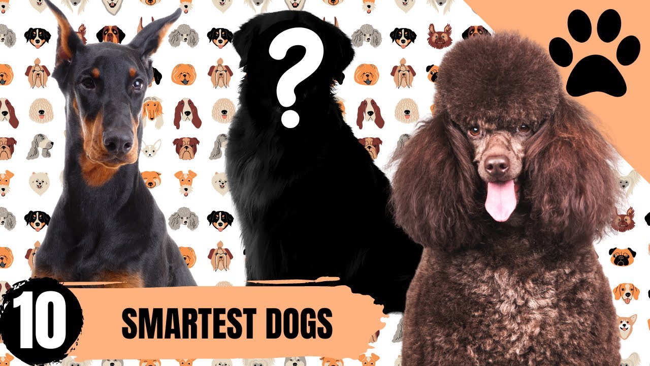 Top 10 Smartest Dogs Youtube