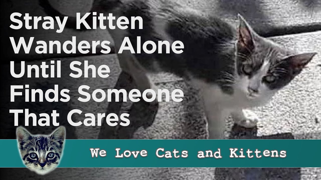 Stray Kitten Wanders The Neighborhood Alone Until She Finally Finds