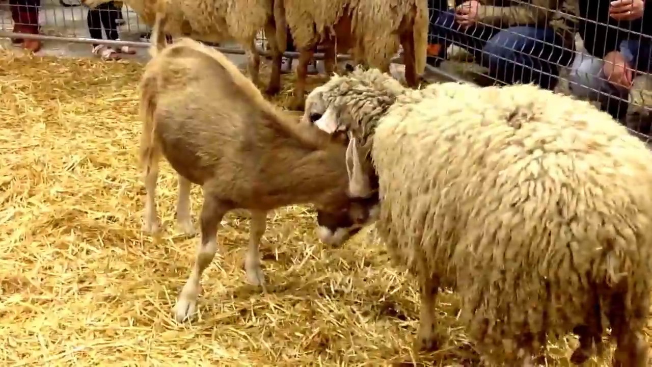 Insane Goat Vs Sheep Fight Youtube