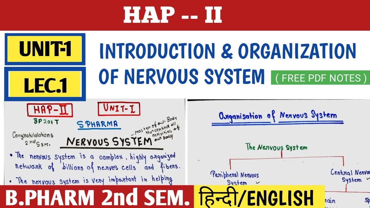 Nervous System Organization Of Nervous System Hap 2 Unit 1 B