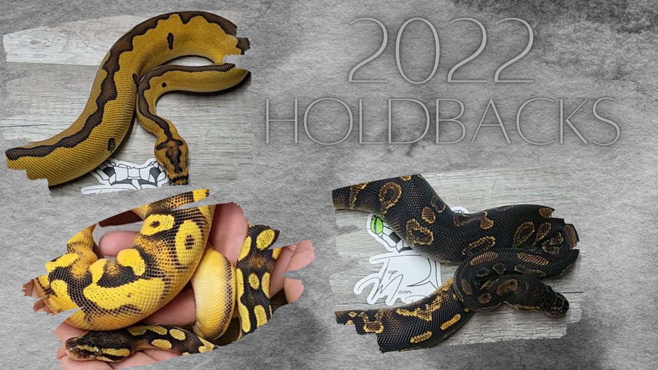 2022 Ball Python Holdbacks At Top Moon Reptiles Youtube