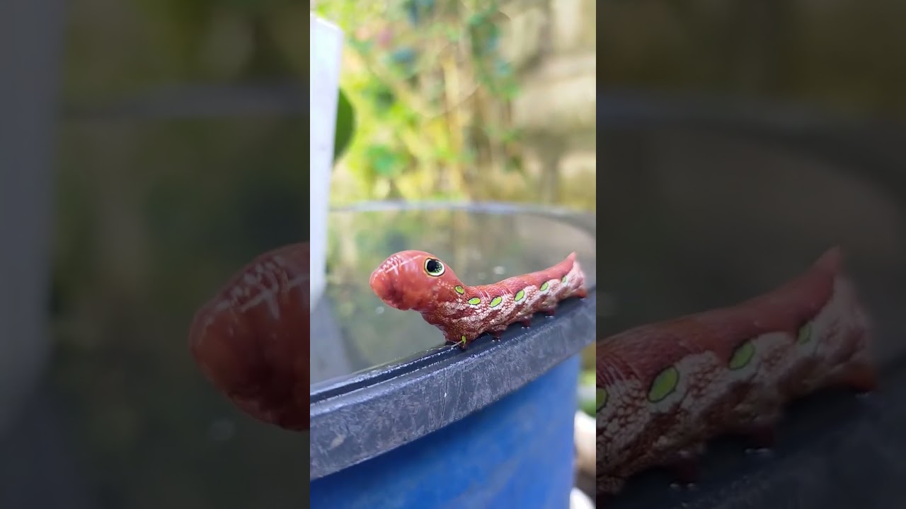 Good Morning Caterpillar Shorts Youtube