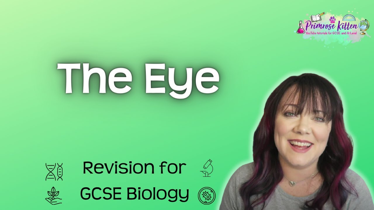 The Eye Revision For Gcse Biology Youtube