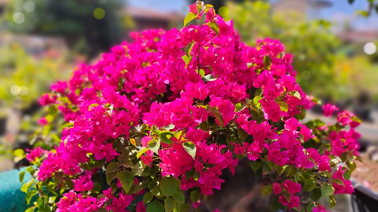 Ini Tipsnya Agar Cabang Dan Daun Bougenville Cepat Tua Maka