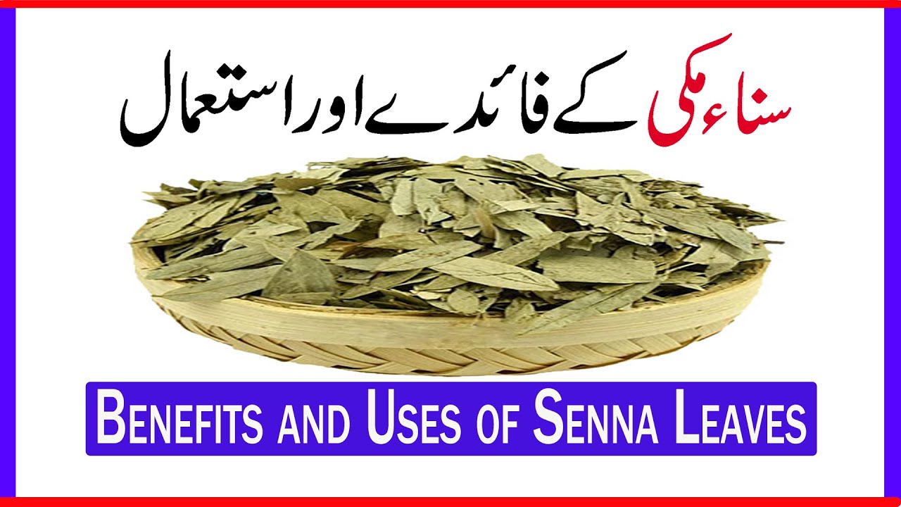 Health Benefits Of Senna Leaves Sana Makki Ke Fayde English And