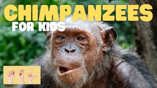 Pandas For Kids Learn All About These Bamboo Loving Bears Videos