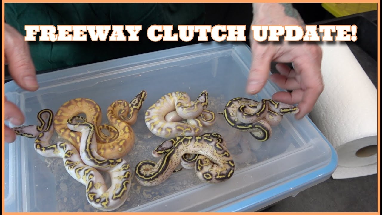 Combo Freeway And Freeway Pied Clutch Update Youtube