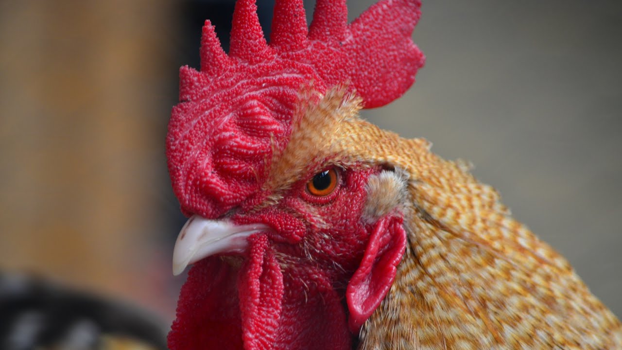 Rooster Crowing Compilation Plus Rooster Crowing Sounds Effect