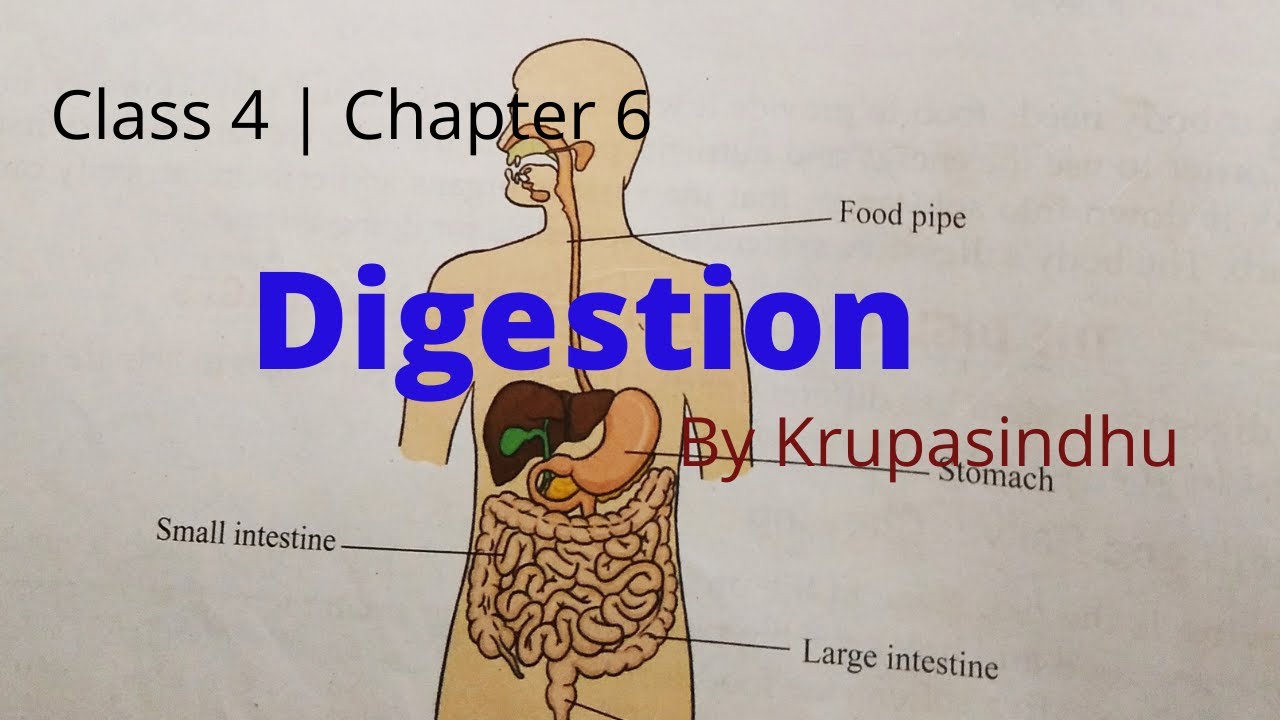Digestion Class 4 Cbse Chapter 6 Part 1 By Krupasindhu Youtube