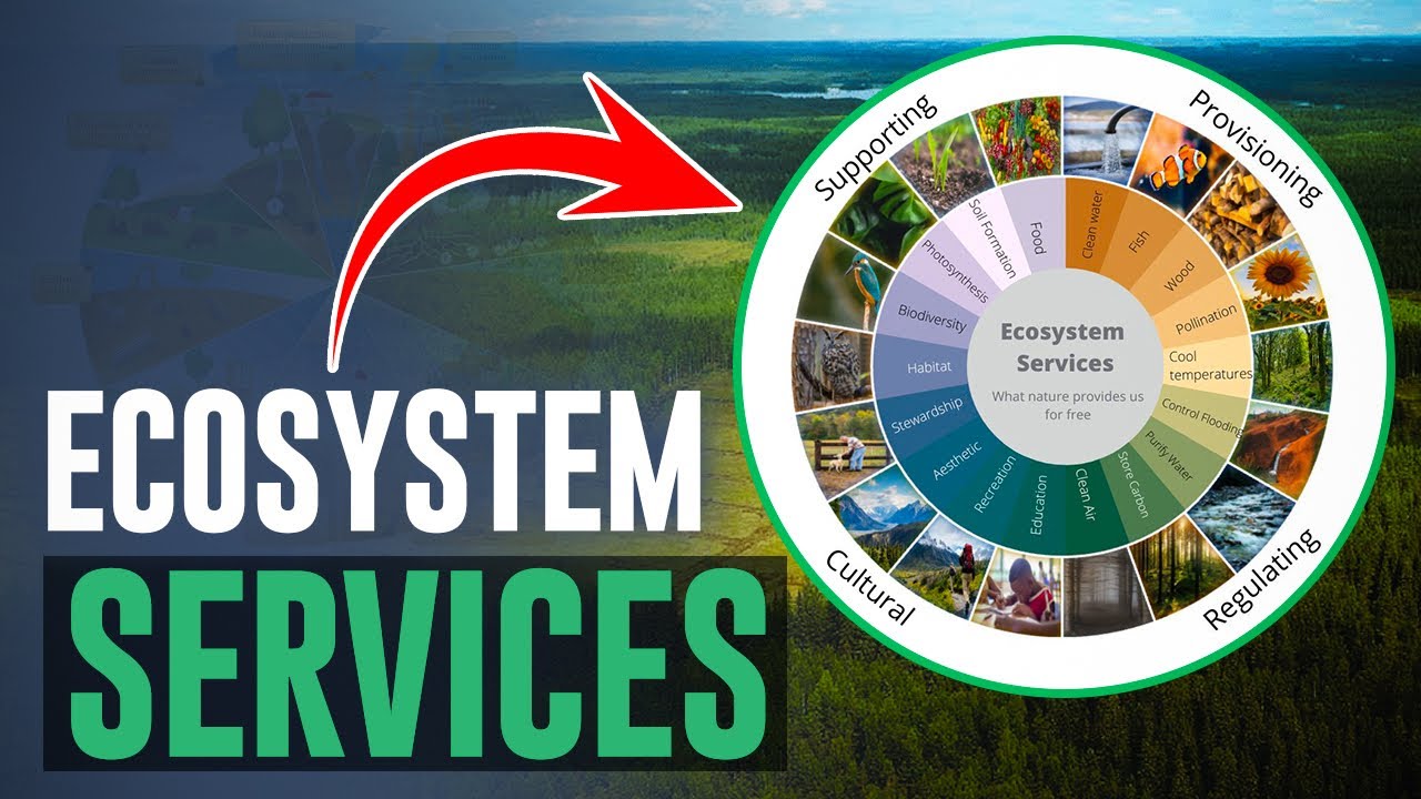 What Are Ecosystem Services Youtube