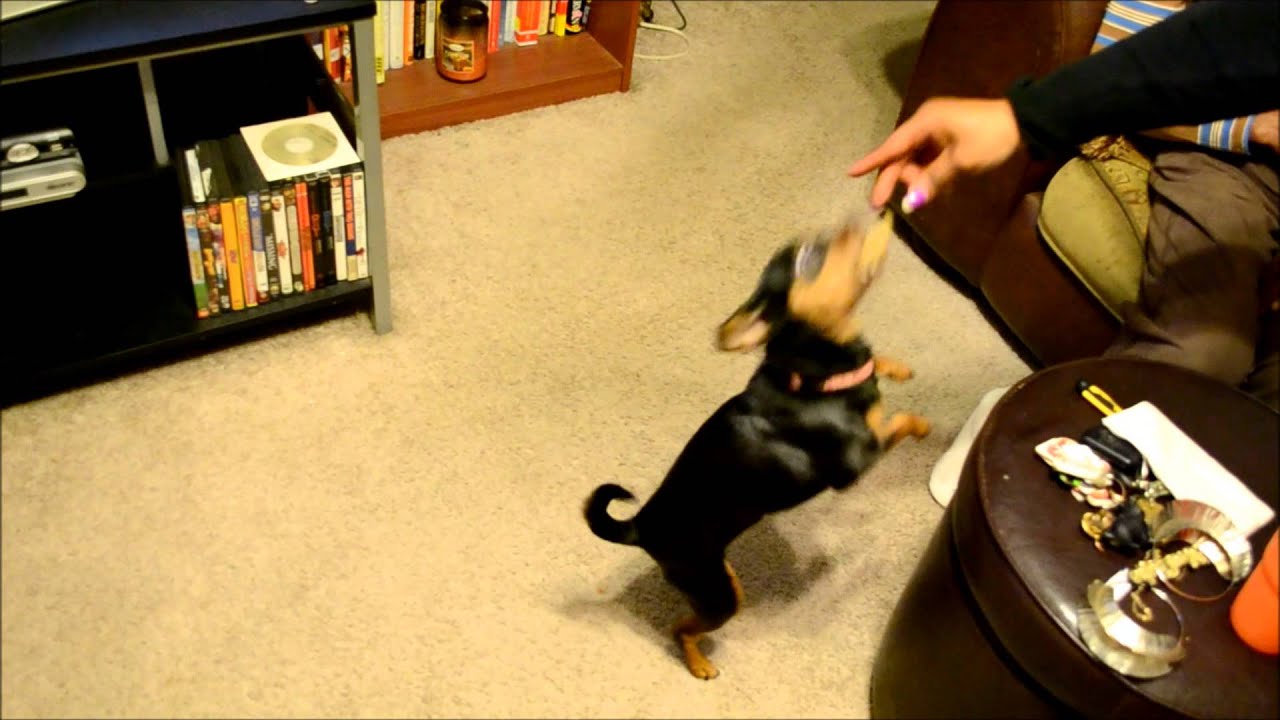 Cutest Smartest Dog Ever Doing Tricks Video Epic Cute Youtube