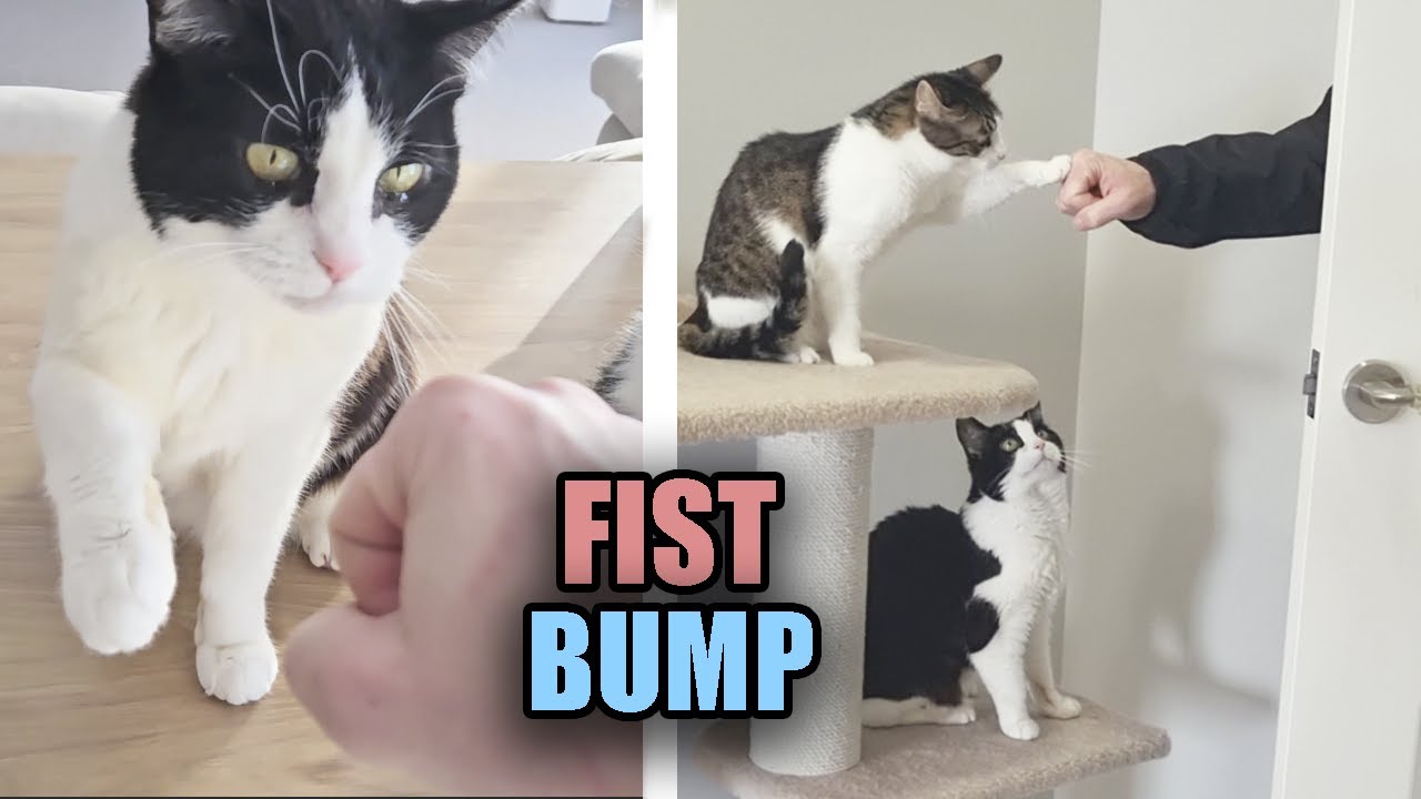Fist Bump With Cats Forever Youtube