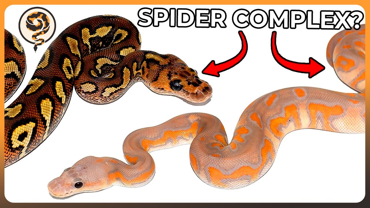 The 12 Genes Of The Controversial Spider Complex In Balls Pythons