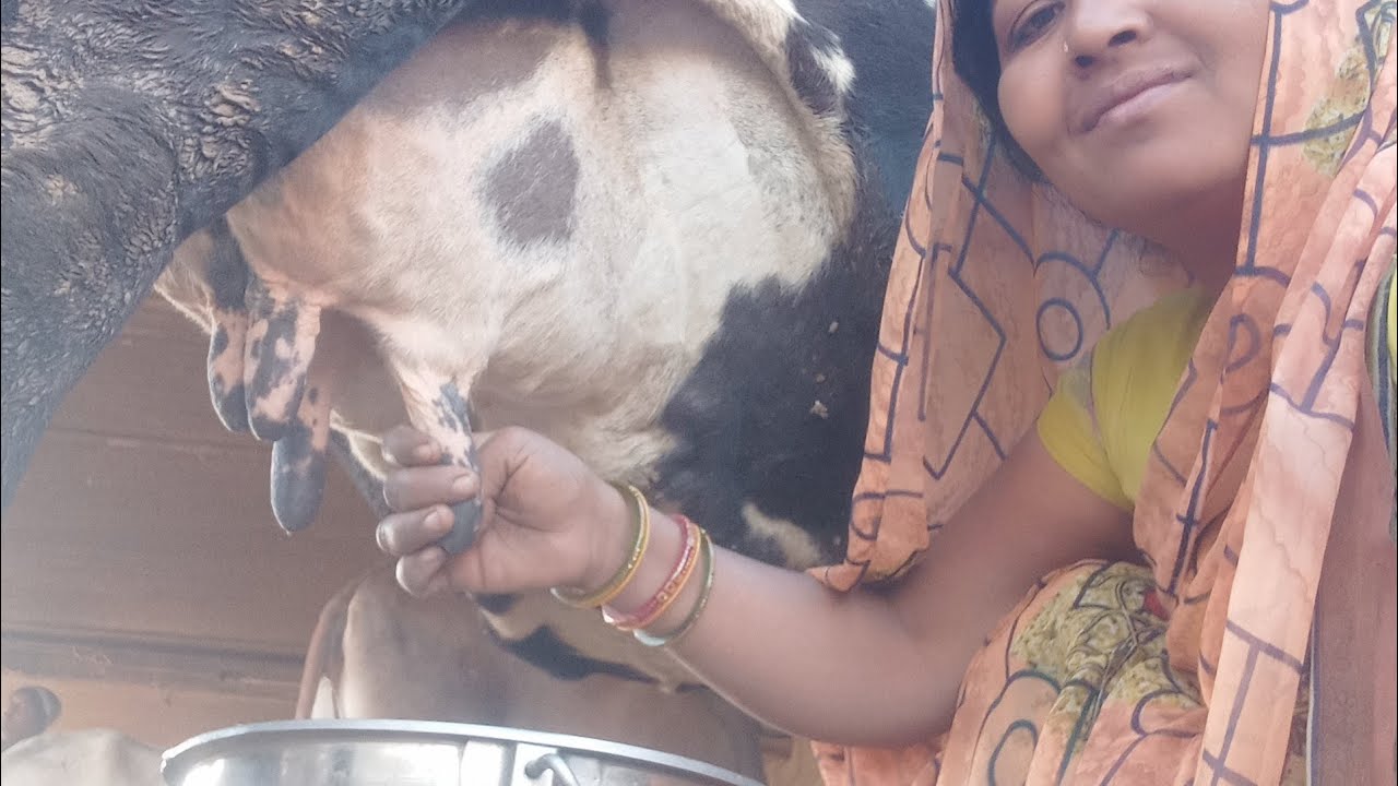 Cow Milking Youtube
