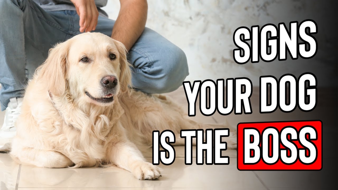 9 Surprising Signs Your Dog Thinks They Are The Boss Youtube