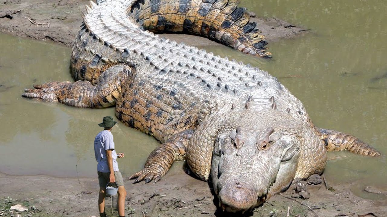 Worlds Largest Crocodile Ever Caught