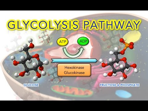 Steps Of Glycolysis Reactions Explained Animation Super Easy Youtube