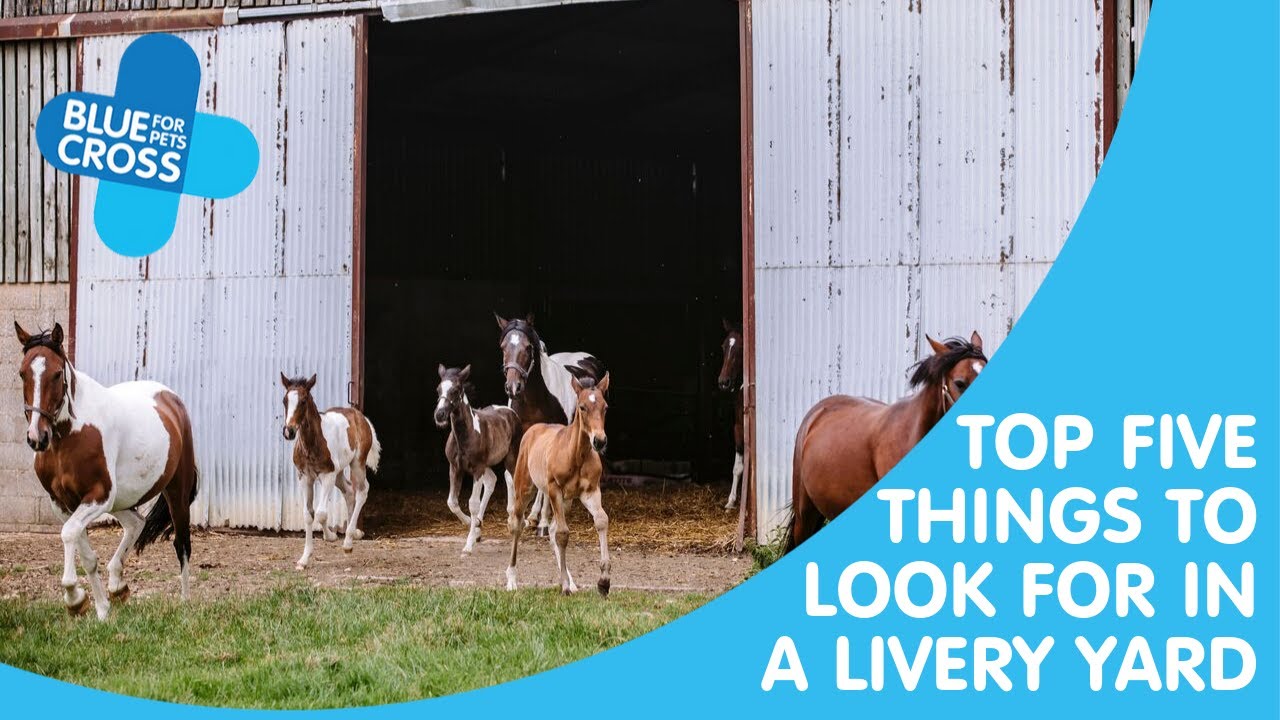 Top Five Things To Look For In A Livery Yard Blue Cross Pet Advice
