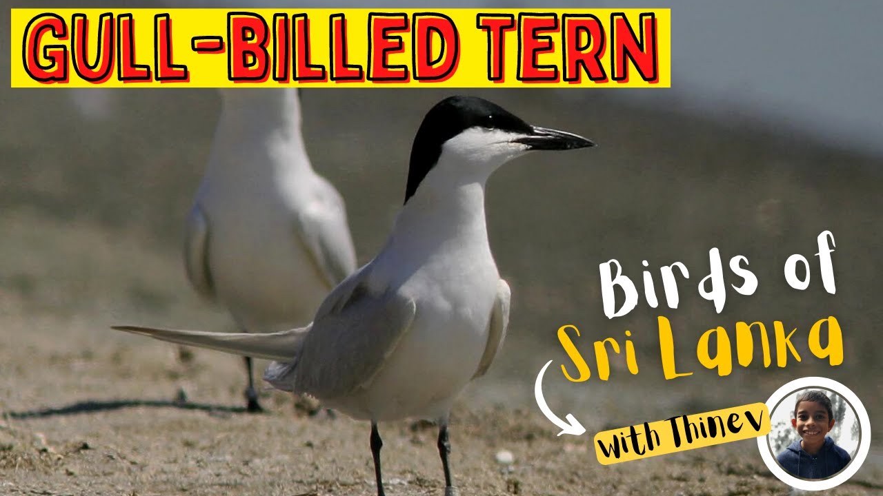 Gull Billed Tern Birds Of Sri Lanka With Thinev Sound Call Youtube